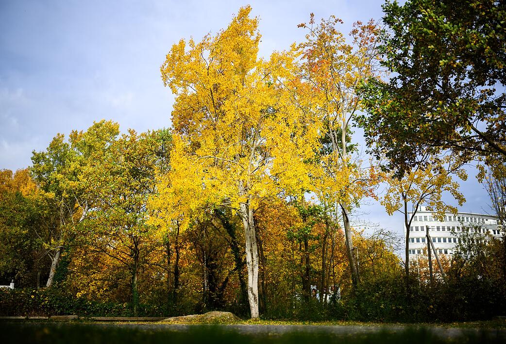 Zitterpappel wird Baum des Jahres – Lebensretterin im Wald - STIMME.de