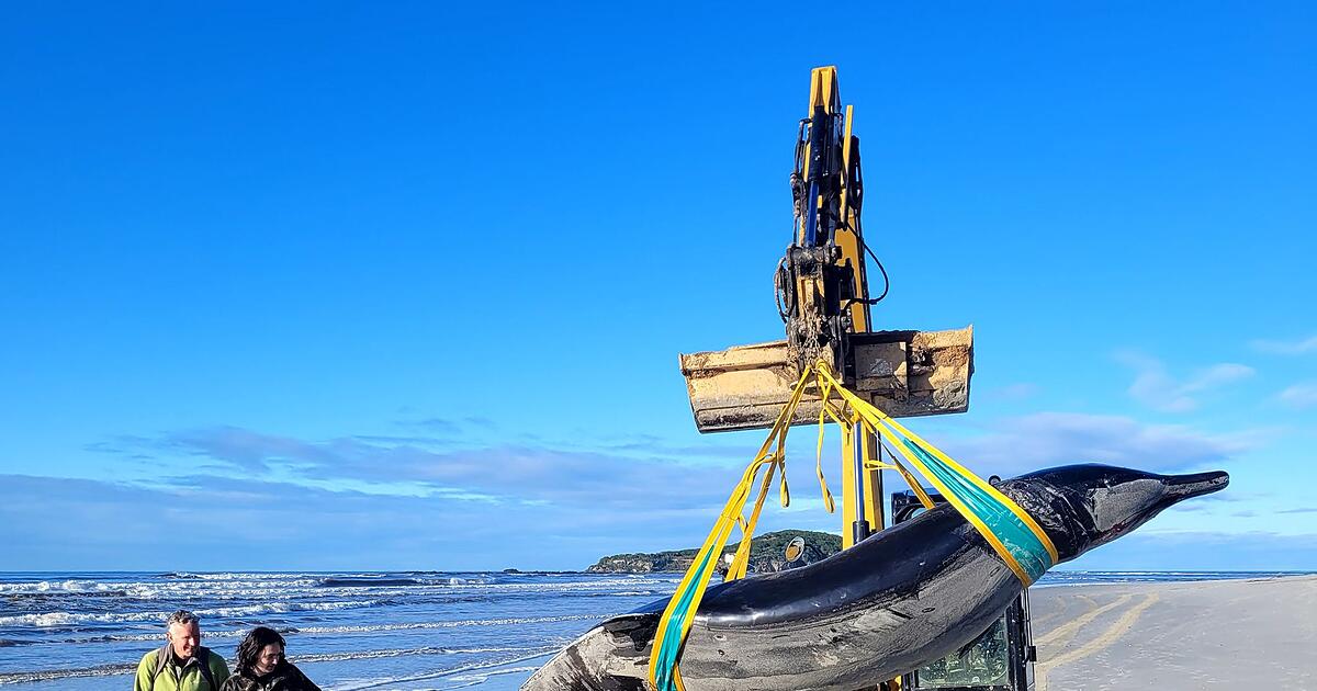 Extrem seltener Wal an Strand in Neuseeland gespült - STIMME.de