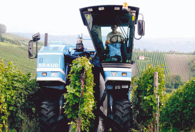 Abseits der Weinlese-Romantik - STIMME.de