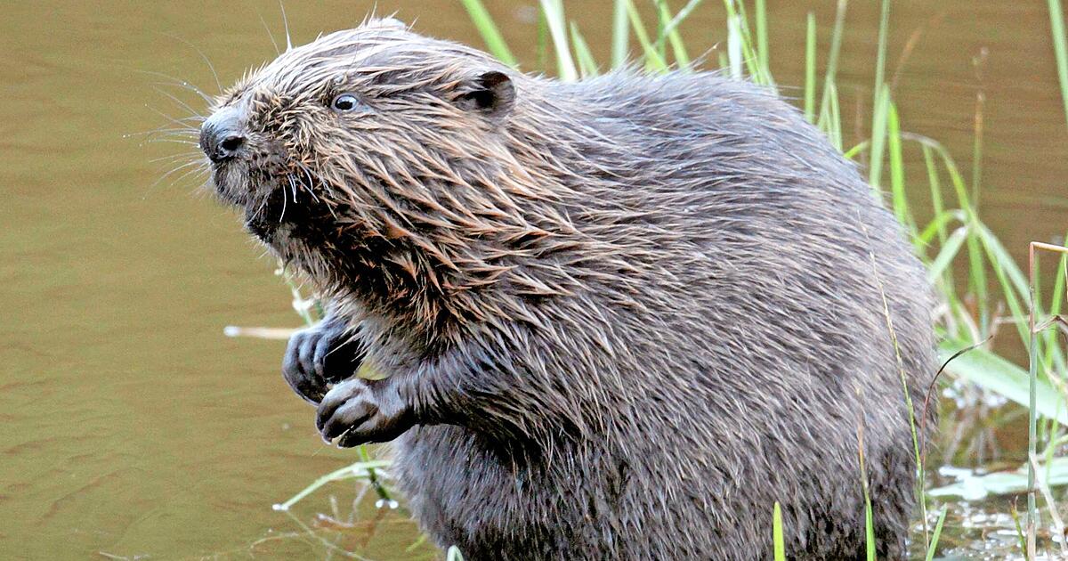 Nager mit Wutpotenzial: Biber-Management in Hohenlohe - STIMME.de
