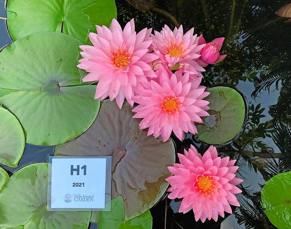 Bei Seerosen-Wettbewerb international erfolgreich - STIMME.de