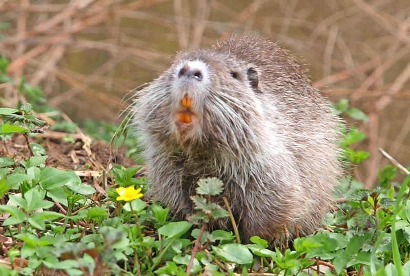 Der nimmersatte Eindringling - STIMME.de