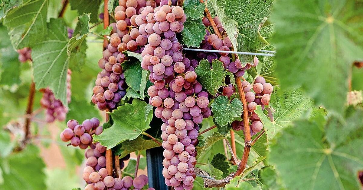 Im Talheimer Steinbruch tragen die ersten Reben Trauben - STIMME.de