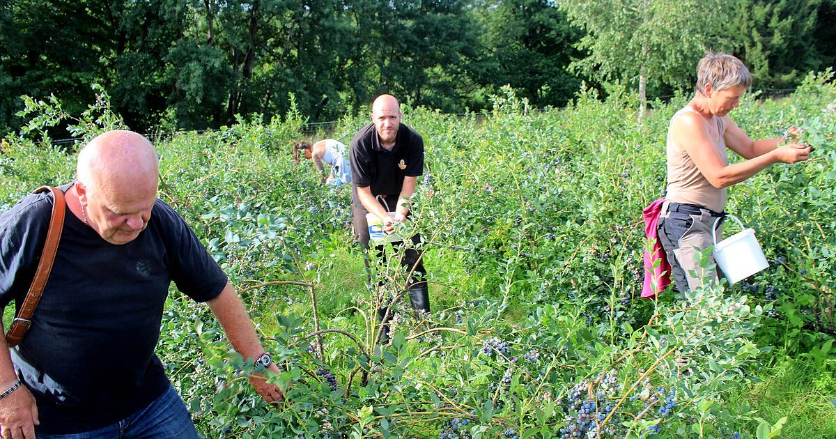 In Löwenstein ist die Heidelbeer-Ernte ein Traum - STIMME.de