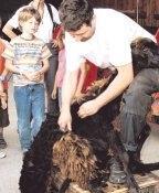 Schwarzes Schaf unter der braunen Wolle - STIMME.de