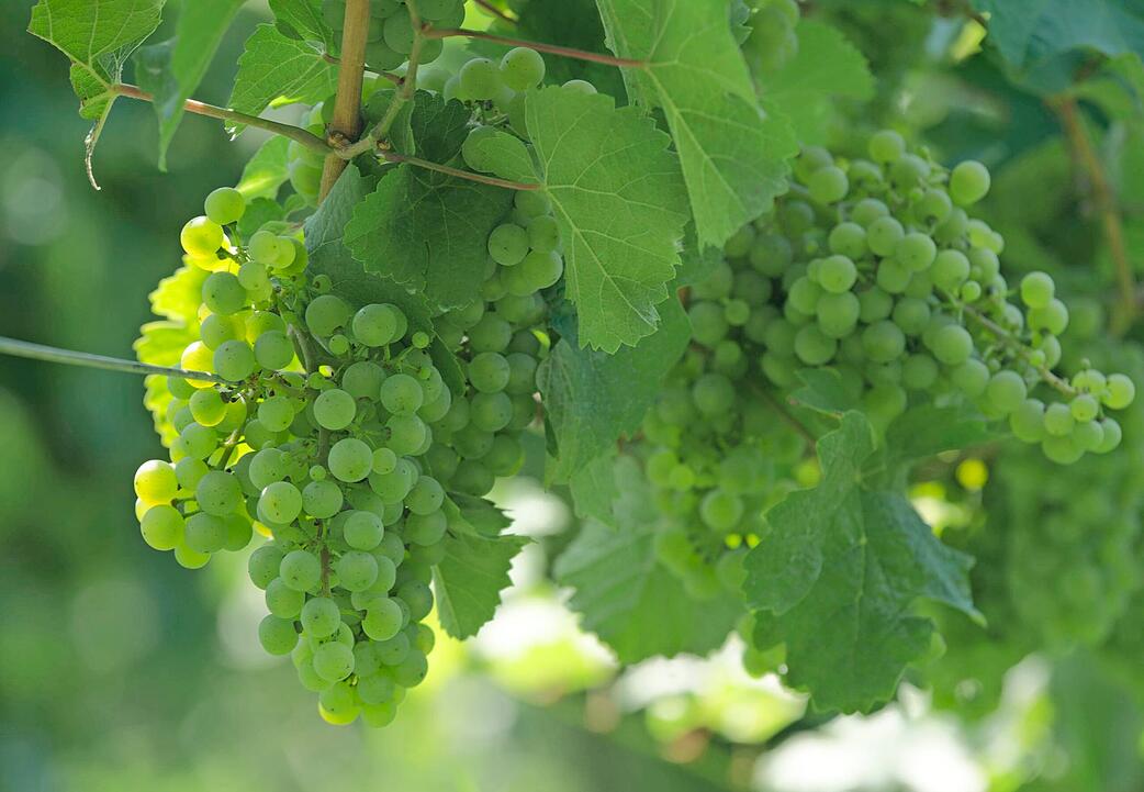 Schwere Trauben sprechen für große Weinmenge - STIMME.de