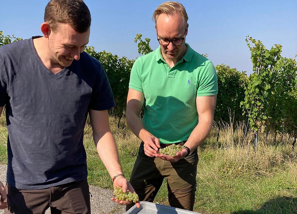 Traubenlese auf dem Weingut Fürst Hohenlohe – „Wir alle brennen für den ...