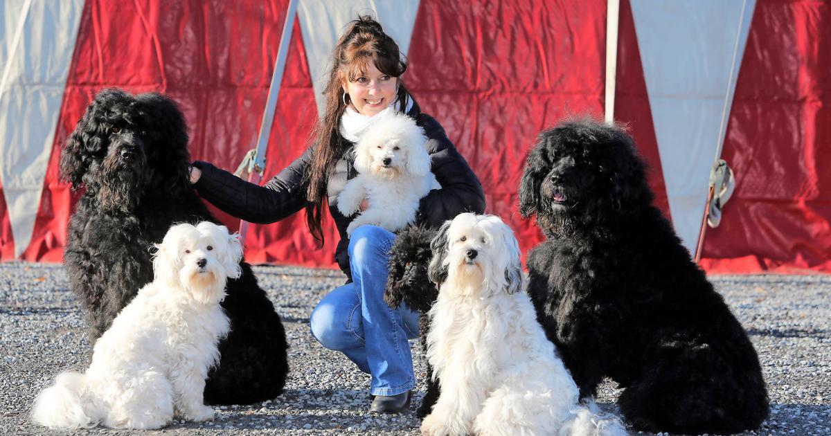 Die Hauptrolle in der Manege spielen jetzt ihre Hunde - STIMME.de