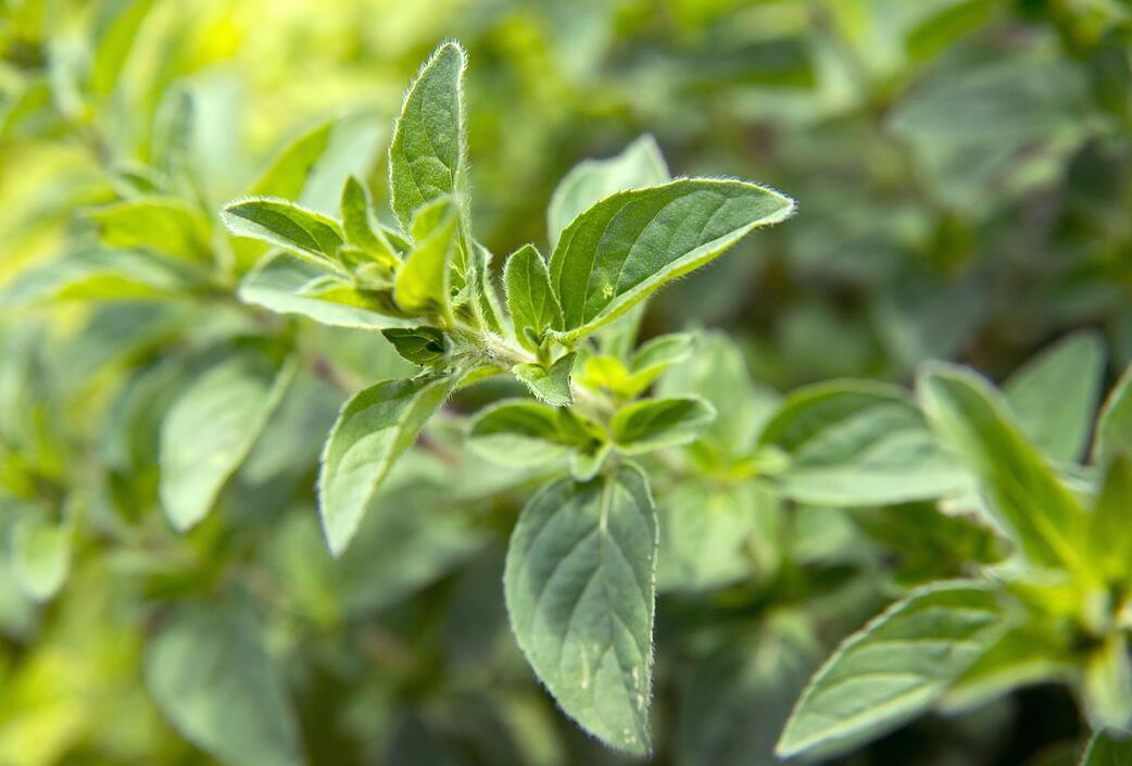 Mit diesem Kraut sollte man Majoran besser nicht kombinieren - STIMME.de