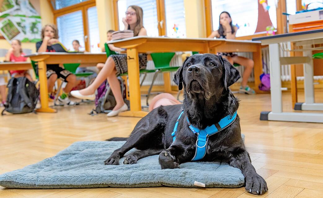 Mit Loki viel lernen: Grundschüler in Unterheinriet lieben ihren Schulhund - STIMME.de