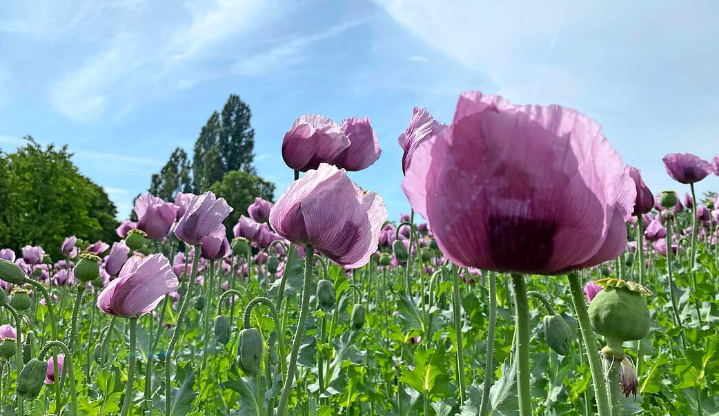 Große Mohnfelder in der Region: Vergänglicher Traum in Lila - STIMME.de