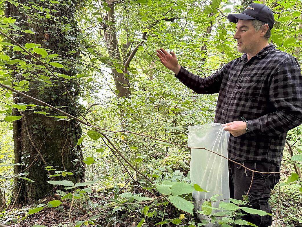 Harte Nuss: Kampf um rote Eichhörnchen in Wales - STIMME.de