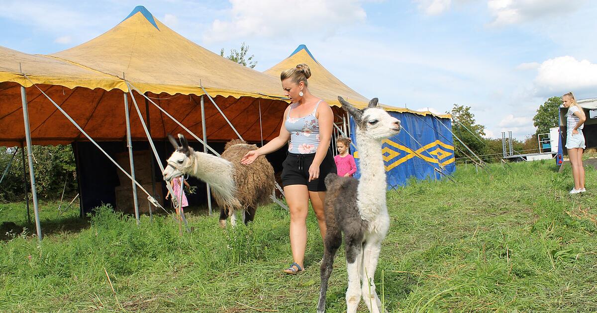Gebeutelter Circus Carl Althoff freut sich über ein junges Lama - STIMME.de