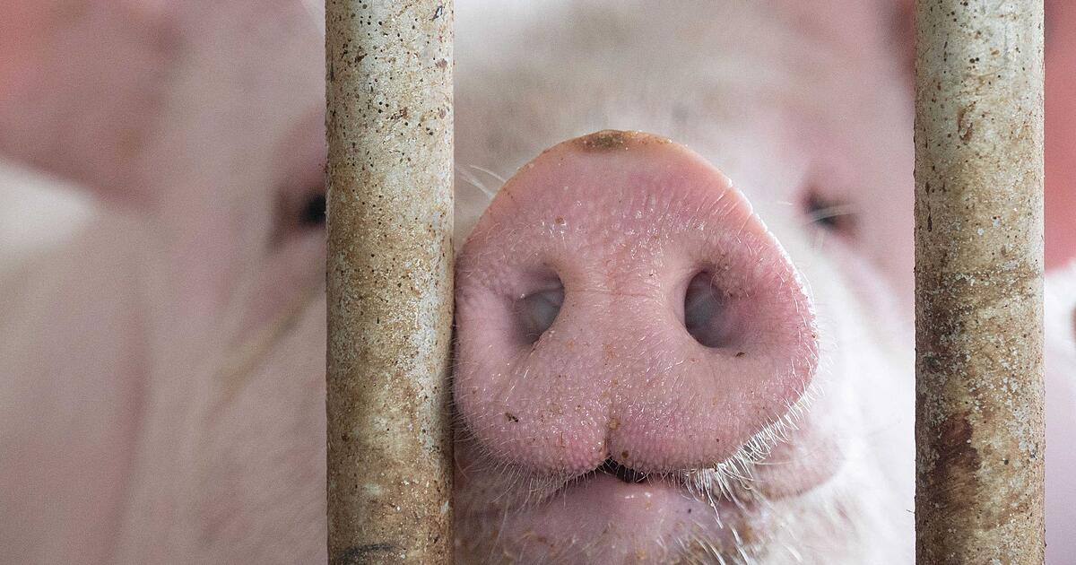 Länder bitten um Aufschub bei staatlichem Tierhaltungslogo - STIMME.de