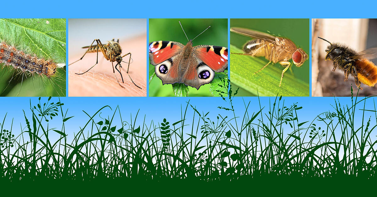 Was kreucht und fleucht denn noch? - STIMME.de