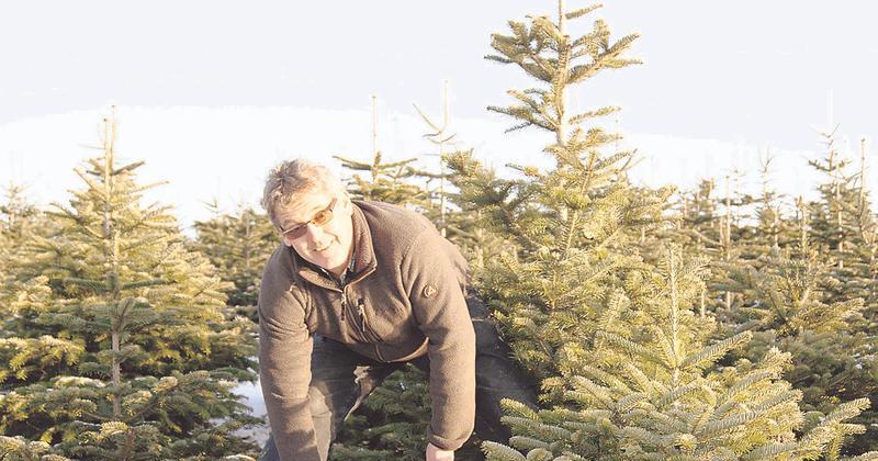 Trend zur edlen Tanne - STIMME.de