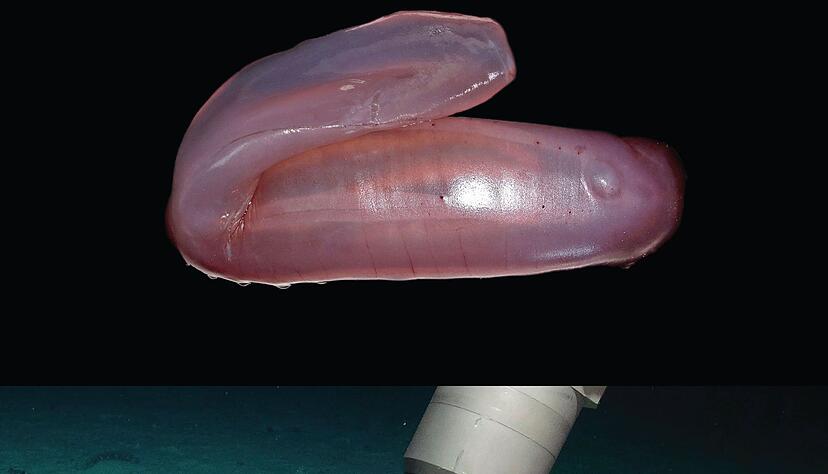 Pinke Seegurken und Krebse: neue Arten im Meer entdeckt - STIMME.de