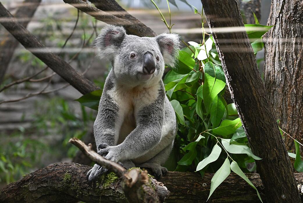 "Terra Australis" in der Wilhelma: Ab wann die Koalas bewundert werden ...