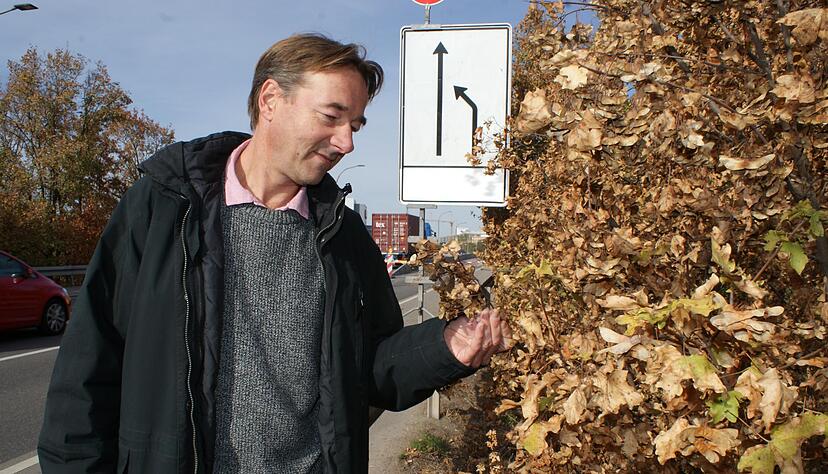 Die Hitze hat den Bäumen in Heilbronn zugesetzt - STIMME.de