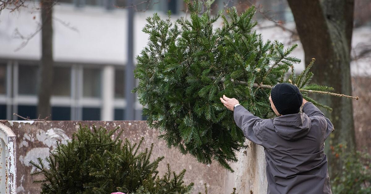 Die Tanne richtig entsorgen - oder weiter verwenden - STIMME.de