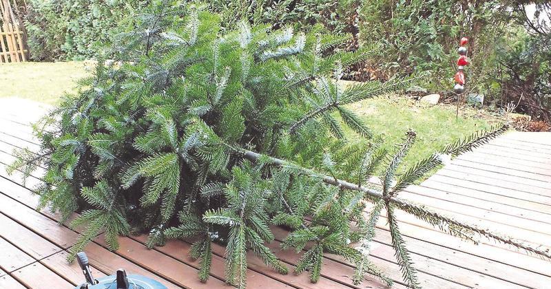 Vor 70 Prozent der Haustüren liegt eine Tanne - STIMME.de