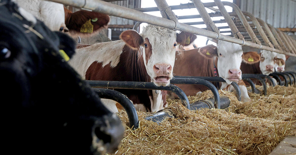 Marina und Inka sind immer neugierig - STIMME.de