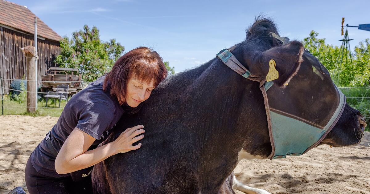 Stressabbau und Ruhepol? Kühe sind auch zum Kuscheln da - STIMME.de