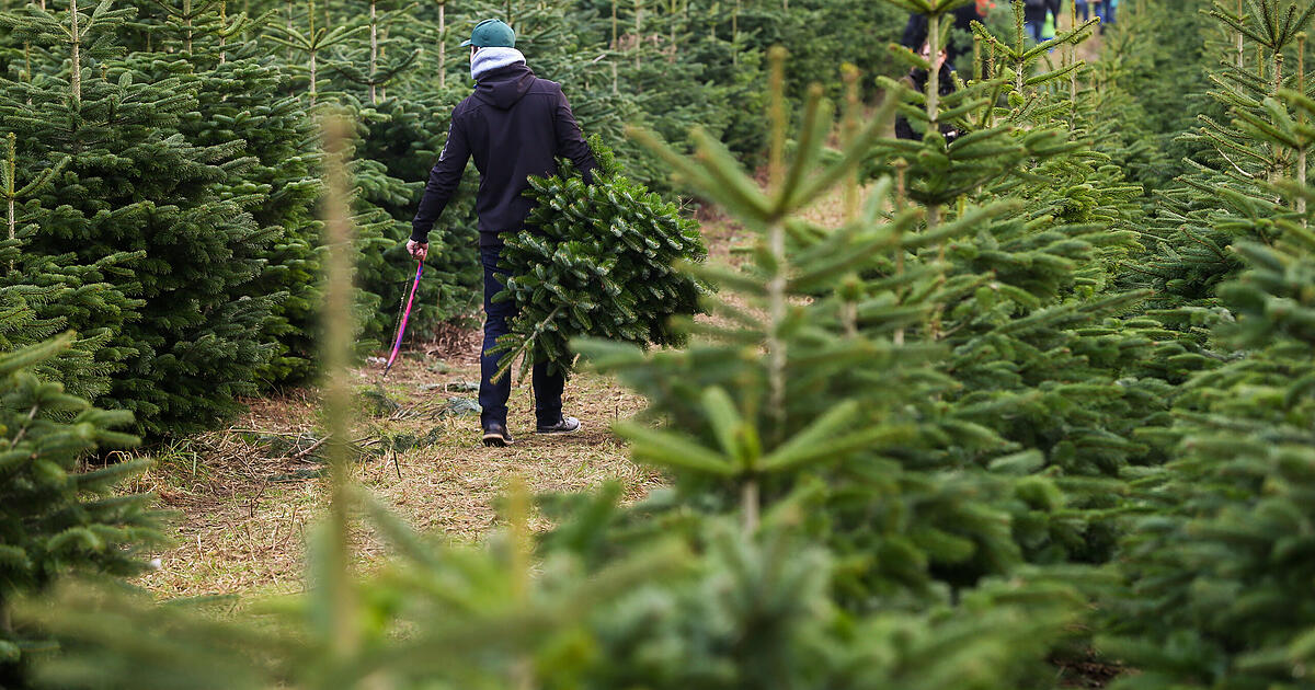 Krabbeltiere in der Tanne: Zecken können im Weihnachtsbaum lauern ...