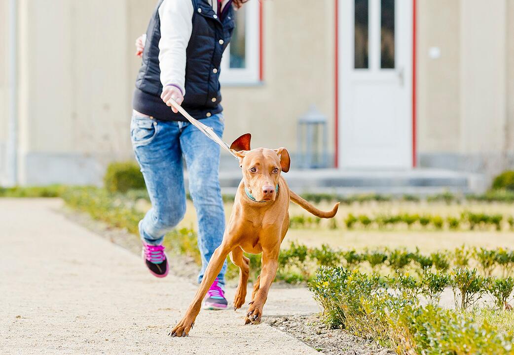 Fünf Tipps: So zieht Ihr Hund nicht mehr an der Leine - STIMME.de