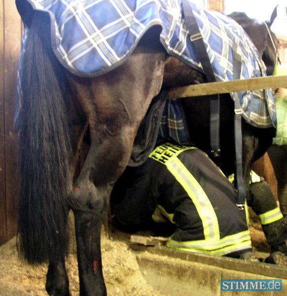 Tierische Einsätze der Feuerwehr - STIMME.de