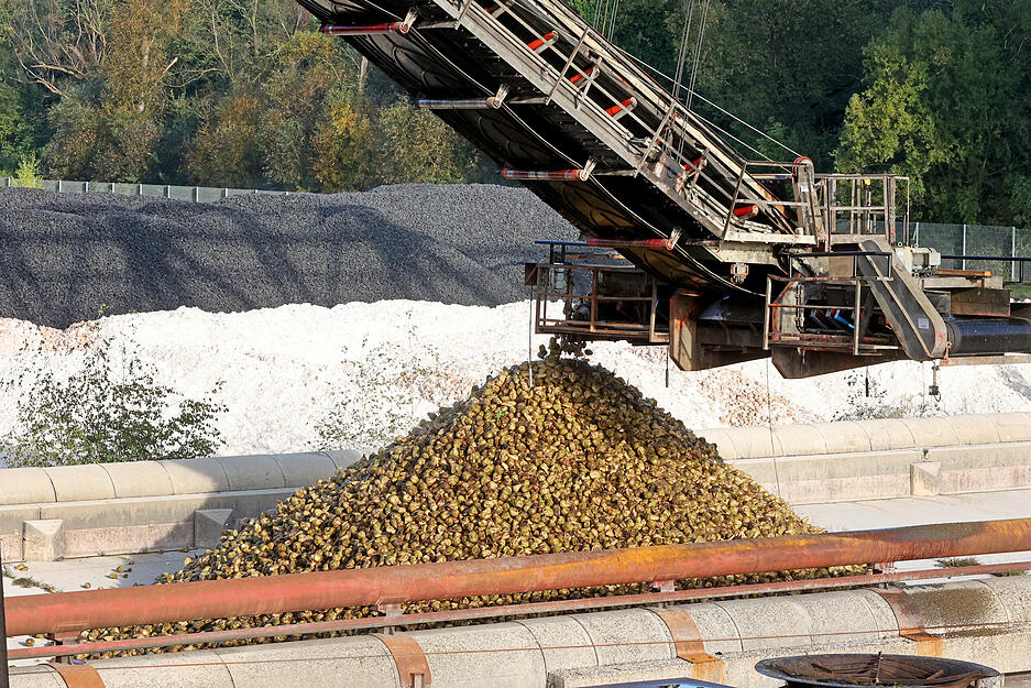 Zuckerrüben-Kampagne startet bei Südzucker in Offenau - STIMME.de