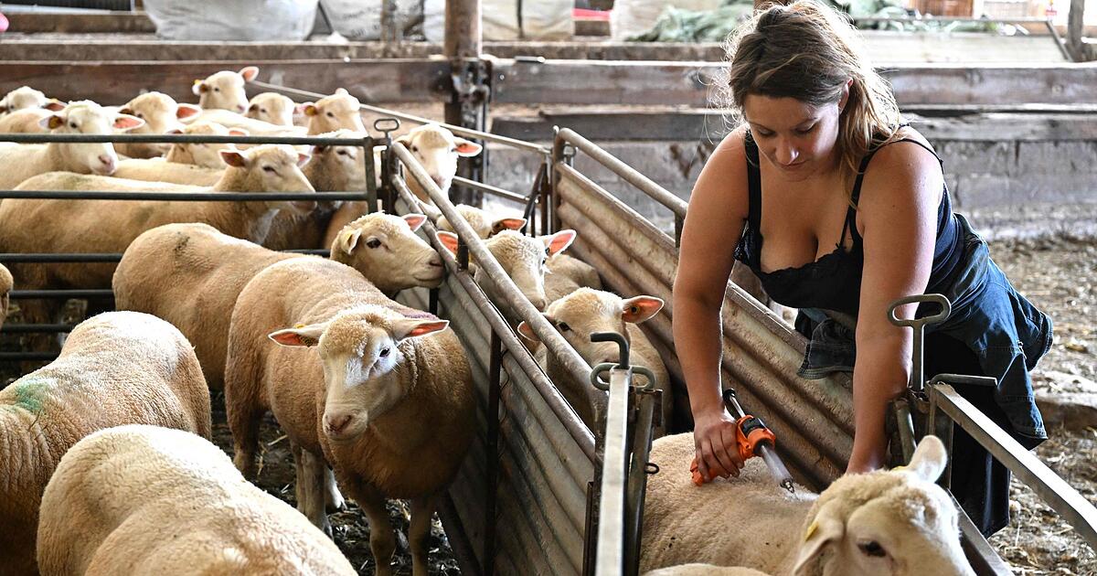 Blauzungenkrankheit - Virus-Tsunami trifft Schafe und Rinder - STIMME.de