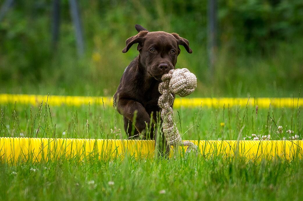 Erziehung von klein auf: Was muss mein Hund können? - STIMME.de