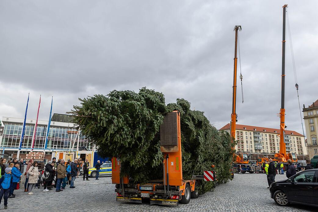 100 Jahre alte 25-Meter-Tanne für Dresdens Weihnachtsmarkt - STIMME.de