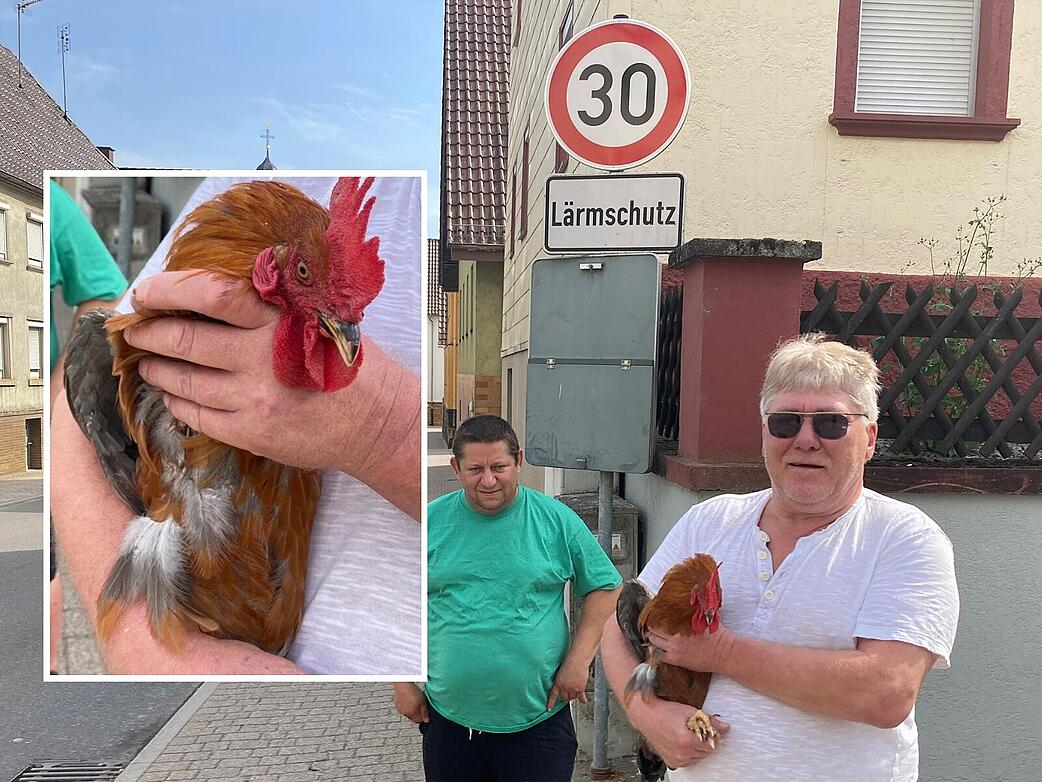 "Stimmung pro Fridolin" – Gockel-Streit geht in die nächste Runde ...