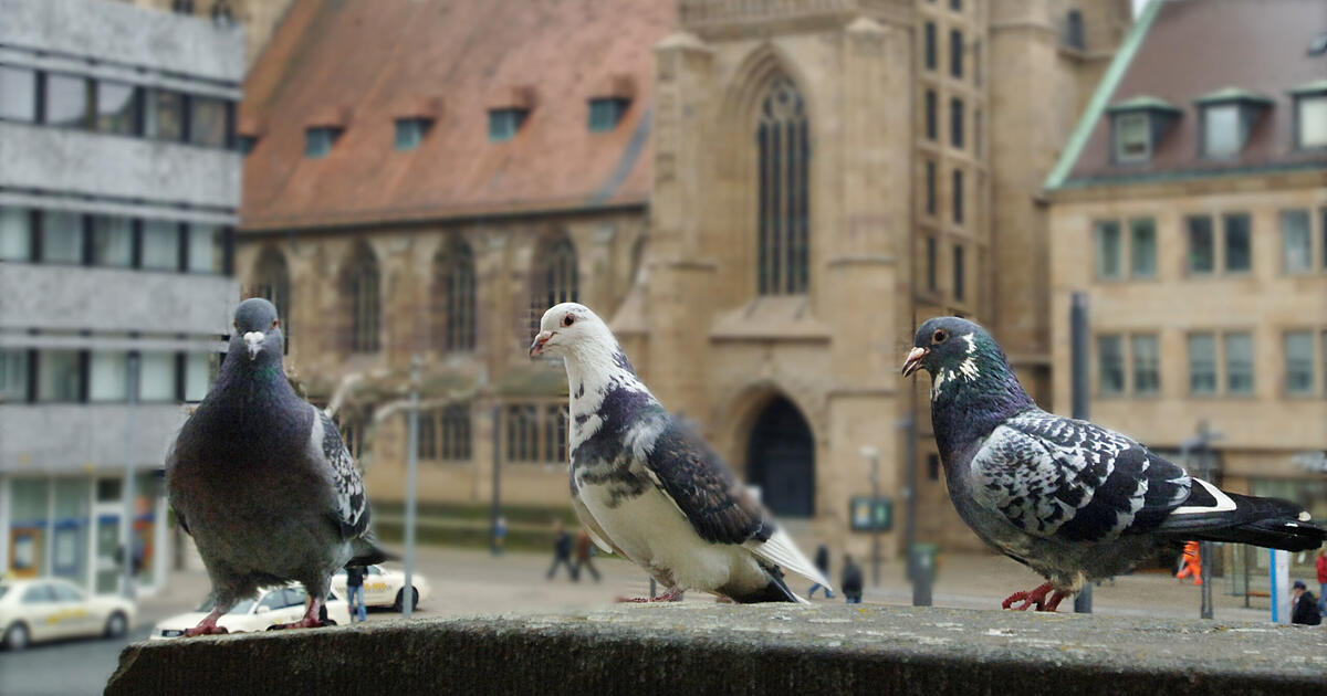 Tauben sorgen in Heilbronn für Verärgerung: Ist ein Taubenhaus eine ...