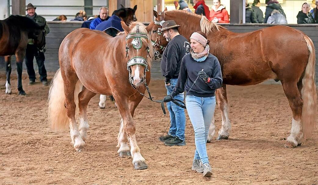 Prämierung am Trappensee: 172 Pferde und Ponys beim Heilbronner ...