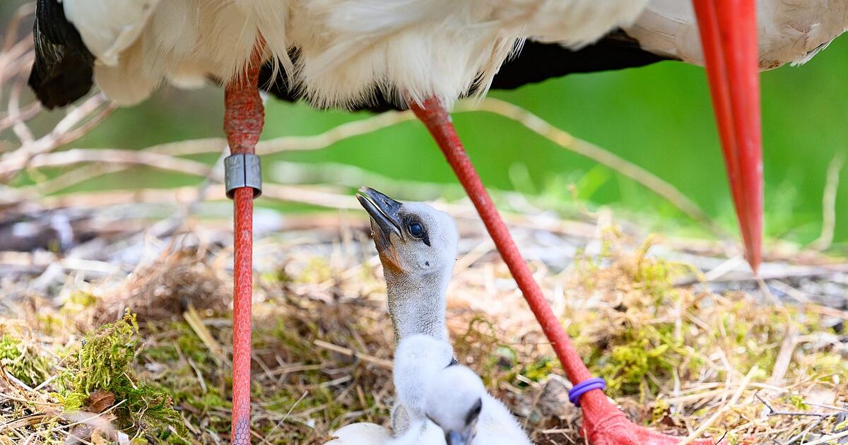 Viel Regen könnte Storchenküken Probleme machen - STIMME.de