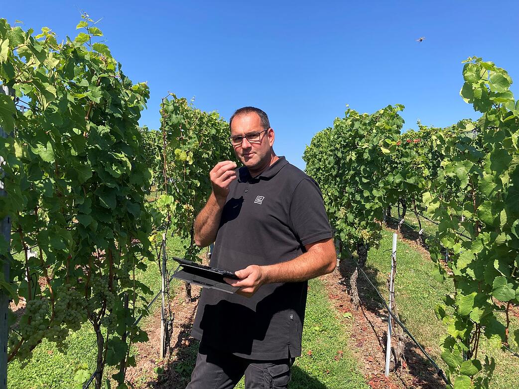 Warum die Weine vom Michaelsberg top sind - STIMME.de