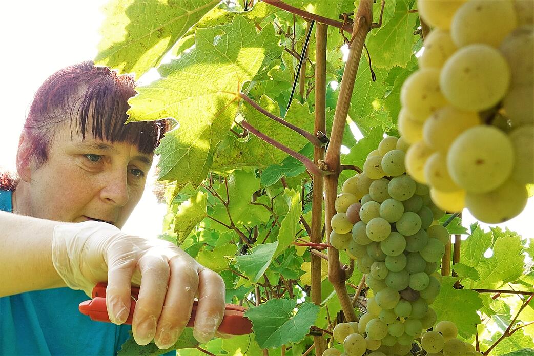 Hohenloher Weinlese-Bilanz: Trauben gesund, Laune gut - STIMME.de