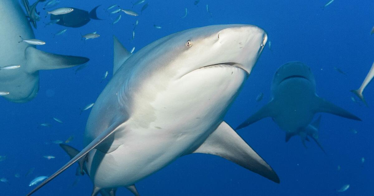 Bullenhaie bleiben immer länger vor Sydneys Stränden - STIMME.de