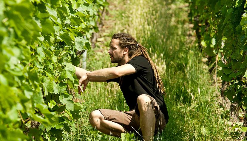 Christian Dautel in sechs Monaten drei Mal Winzer des Jahres - STIMME.de